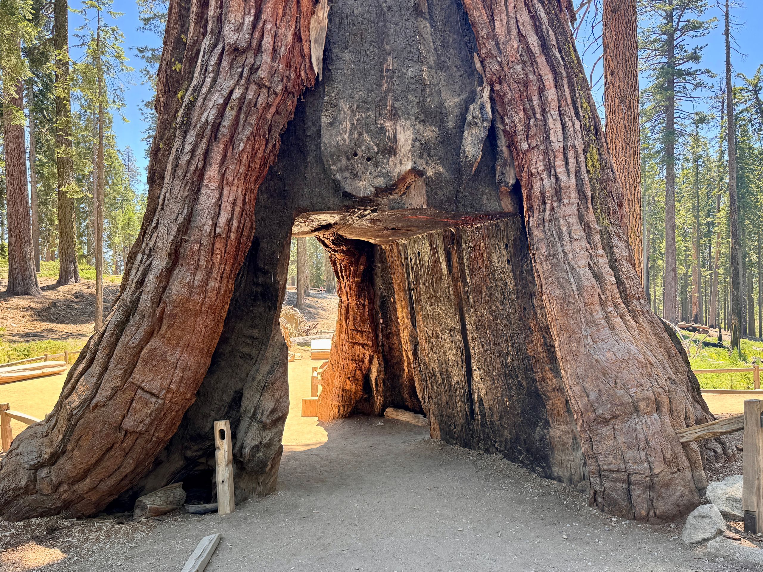 Glacier Point & Giant Sequoias – the largest trees in the world