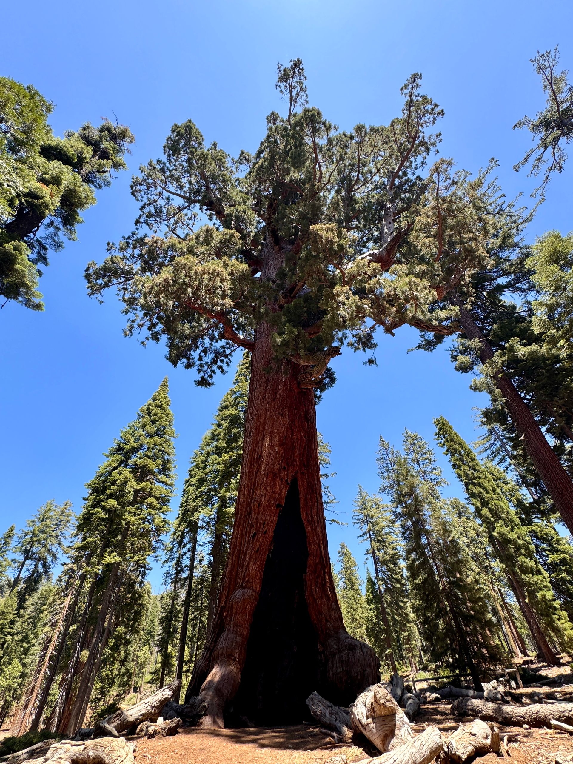 Glacier Point & Giant Sequoias – the largest trees in the world